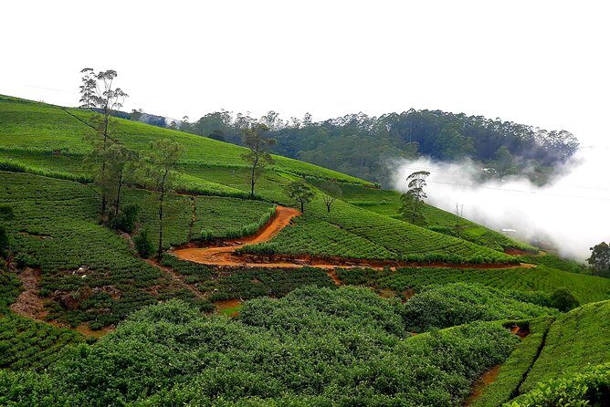 Nuwara Eliya Tea factory and waterfall tour - Is This Tour Right for You?