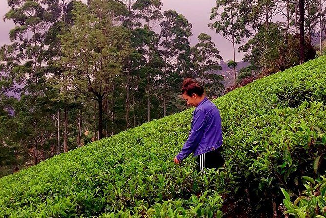 Nuwara Eliya Tea factory and waterfall tour - Frequently Asked Questions