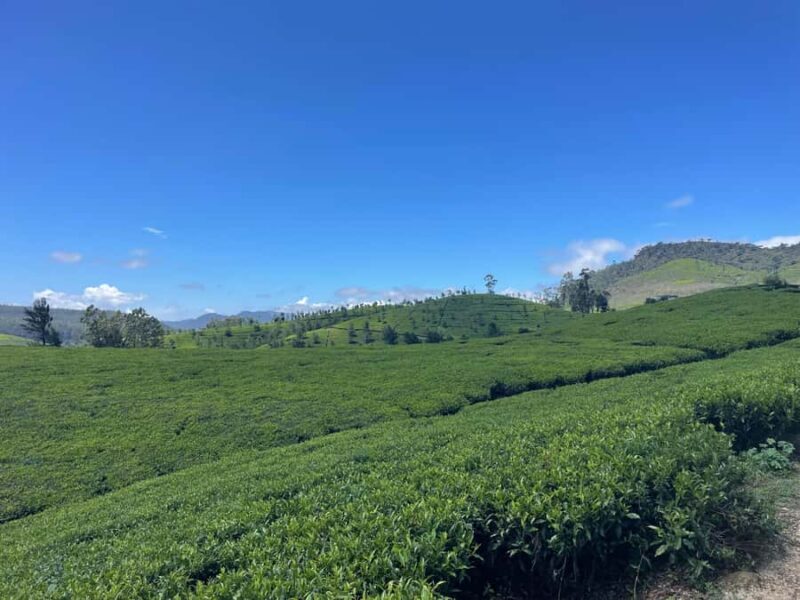 Nuwara Eliya Tea Plantation Hike with Village & Waterfall - Details That Make a Difference