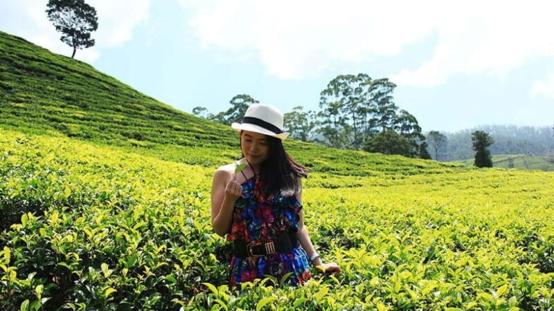Nuwara Eliya to Kandy: Transfer with Waterfall & Tea Tour - Practical Details and Traveler Tips