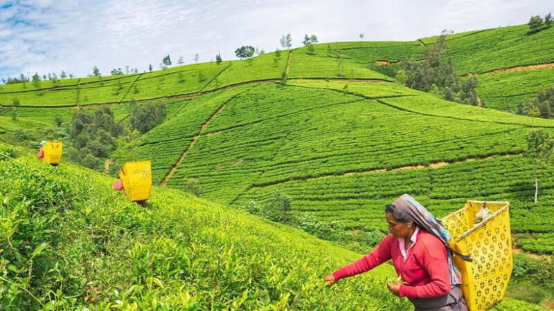 Nuwara Eliya to Kandy: Transfer with Waterfall & Tea Tour - Who Will Love This Experience?