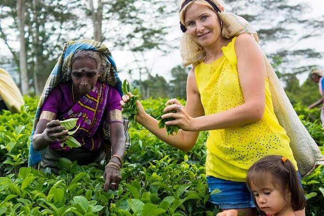 Nuwara Eliya Tour - Summary: Is This Tour Worth It?