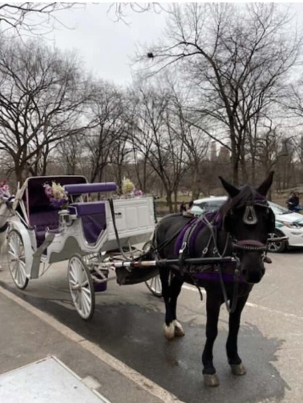 NYC: Amazing Central Park Horse and Carriage Ride with Guide - The Value of the Experience