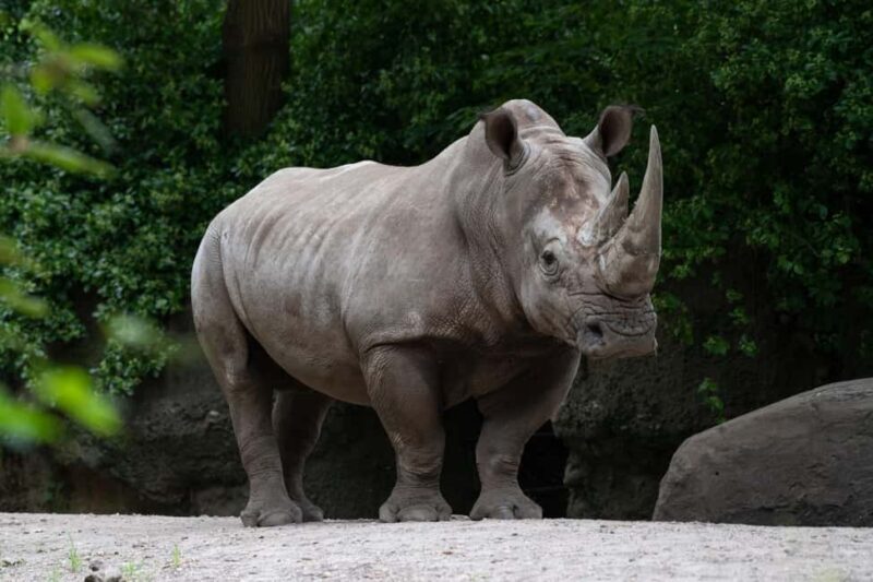 NYC: Bronx Zoo Entry Ticket - Key Points