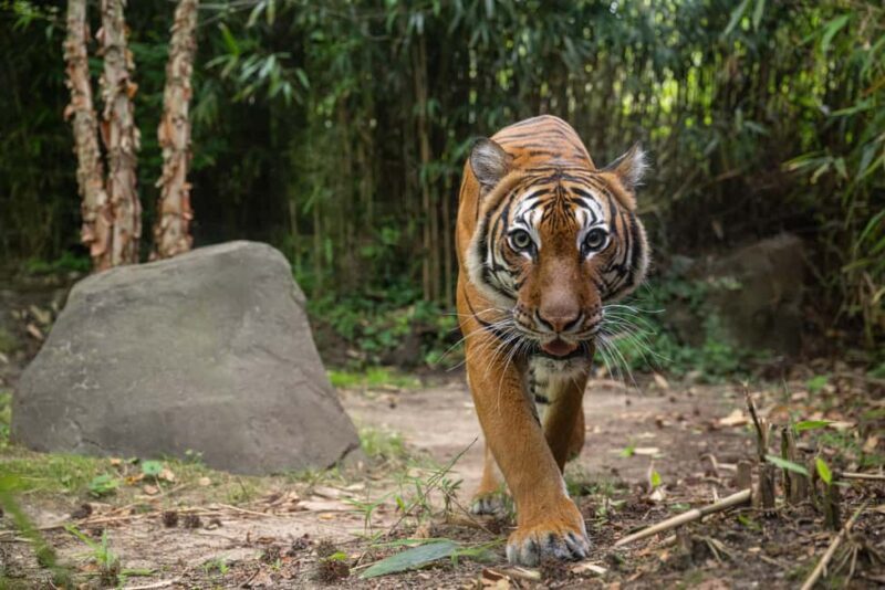 NYC: Bronx Zoo Entry Ticket - What’s Included and What to Keep in Mind