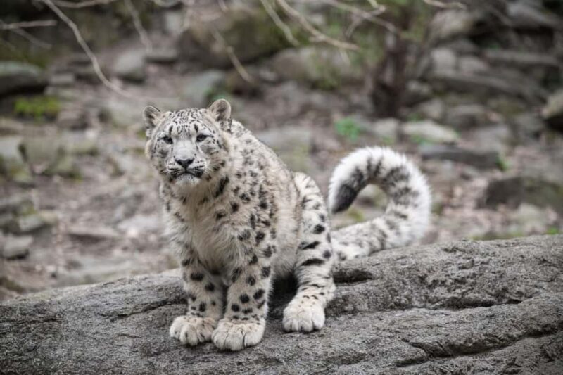 NYC: Bronx Zoo Entry Ticket - The Price and Its Value