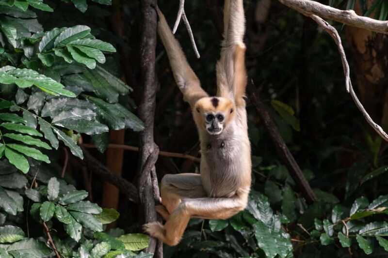 NYC: Bronx Zoo Entry Ticket - FAQ