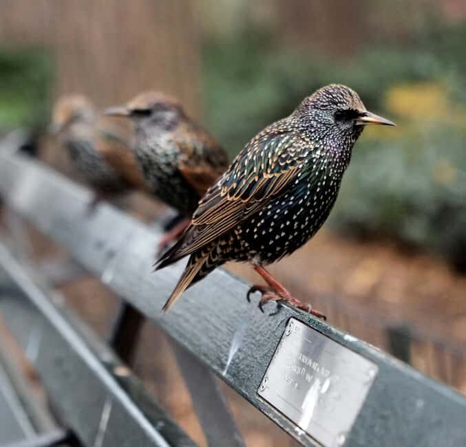 NYC: Central Park Guided Walking Tour English-Spanish - Final Thoughts: Is It Worth It?