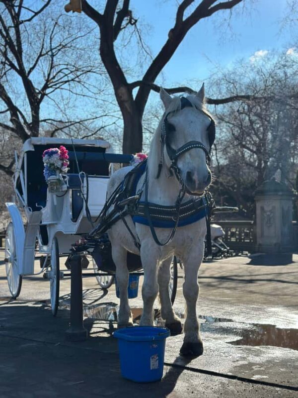NYC Central Park Horse Drawn Carriage Ride - A Calm, Classic Way to Experience Central Park