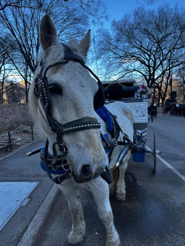 NYC Central Park Horse Drawn Carriage Ride - The Itinerary and Its Charm