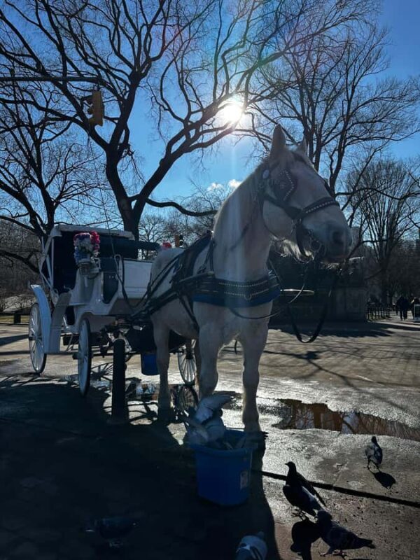 NYC Central Park Horse Drawn Carriage Ride - Value and Pricing