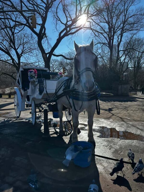 NYC Central Park Horse Drawn Carriage Ride - Why This Ride Works