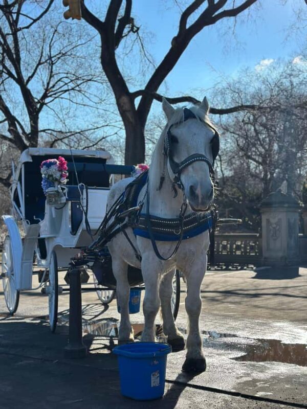 NYC Central Park Horse Drawn Carriage Ride - The Balance of Experience and Practicality