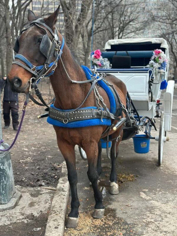 NYC Central Park Horse Drawn Carriage Ride - Who Is This Experience Best For?