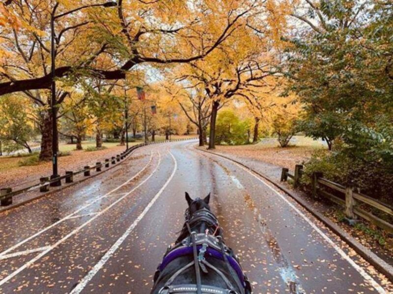 NYC: Central Park Horse-Drawn Carriage Ride (up to 4 Adults) - FAQ