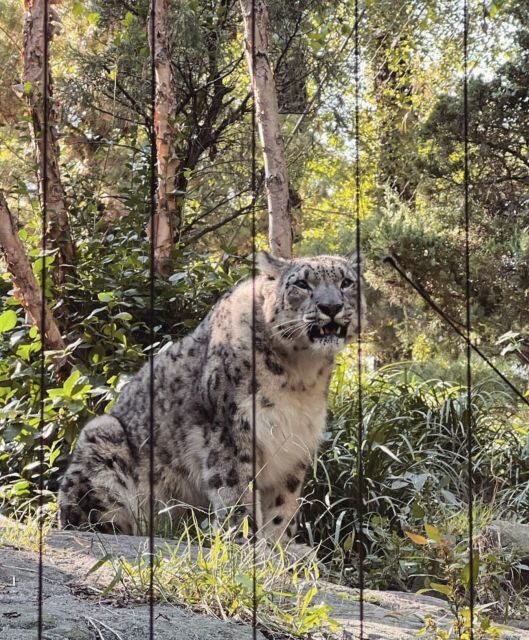 NYC: Central Park Zoo & Central Park Guided Walking Tour - A Friendly Introduction to the Tour