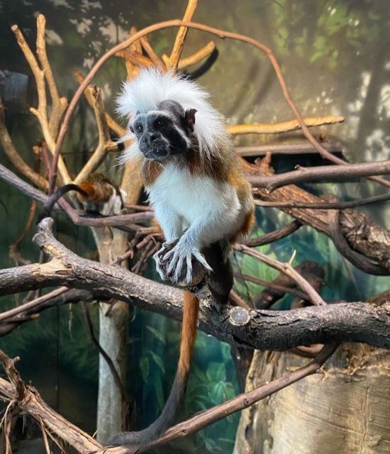 NYC: Central Park Zoo & Central Park Guided Walking Tour - Who Will Enjoy This Tour?