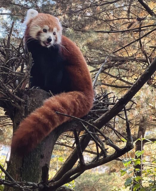 NYC: Central Park Zoo & Central Park Guided Walking Tour - FAQ