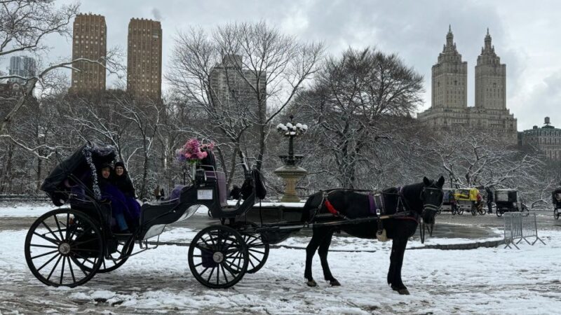 NYC: Empire State Horses Carriage Ride in Central Park - Accessibility and Practicalities
