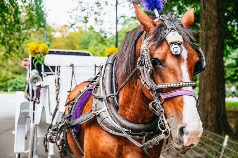 NYC: Guided Central Park Horse Carriage Ride - A Slow, Elegant Walk Through Central Park