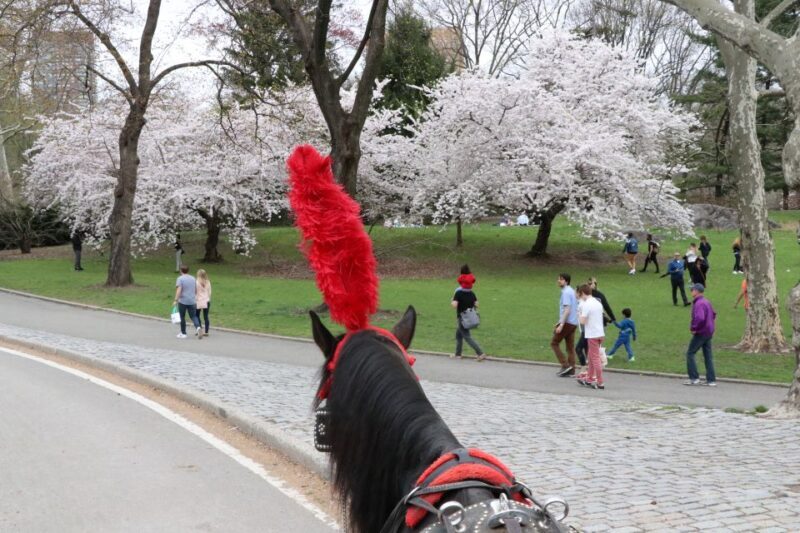 NYC: Guided Standard Central Park Carriage Ride (4 Adults) - Final Thoughts: Is This Tour Worth It?