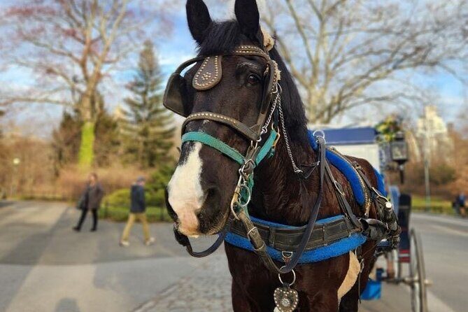 NYC Horse and Carriage Central Park Tours - An In-Depth Look at the Experience