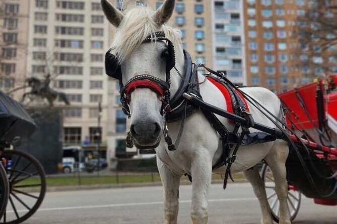 NYC Horse and Carriage Central Park Tours - FAQ: Practical Questions Answered