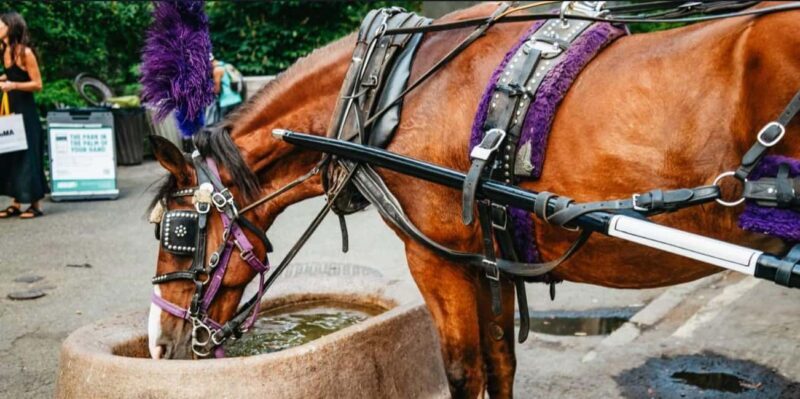 NYC: Private Christmas Lights Horse Carriage Ride - A Deep Dive into the Experience