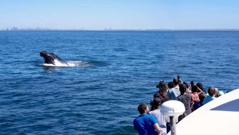 NYC: Whale Watching Cruise from Manhattan - The Experience: What It’s Like to Take the Cruise