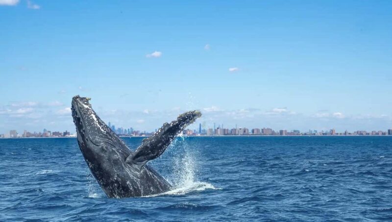 NYC: Whale Watching Cruise from Manhattan - The Downside: Managing Expectations