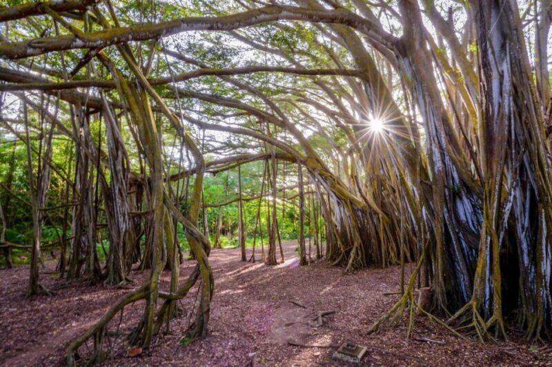 Oahu: 10-Hour Sunrise & Island Tour  Perfect First Day - Why This Tour Works for Different Travelers