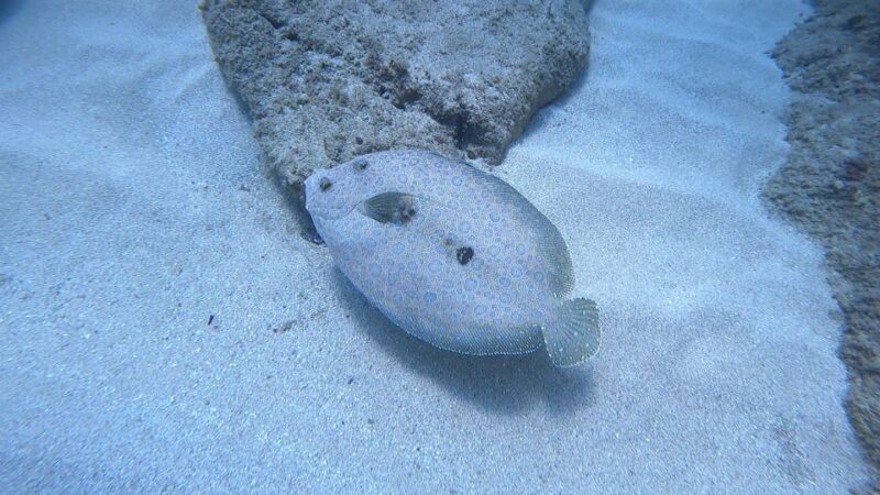 Oahu: Beginner SCUBA Dive at Electric Beach - Oahu: Beginner SCUBA Dive at Electric Beach