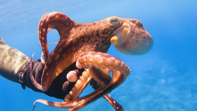Oahu: Beginner SCUBA Dive at Electric Beach - Practical Tips for Travelers
