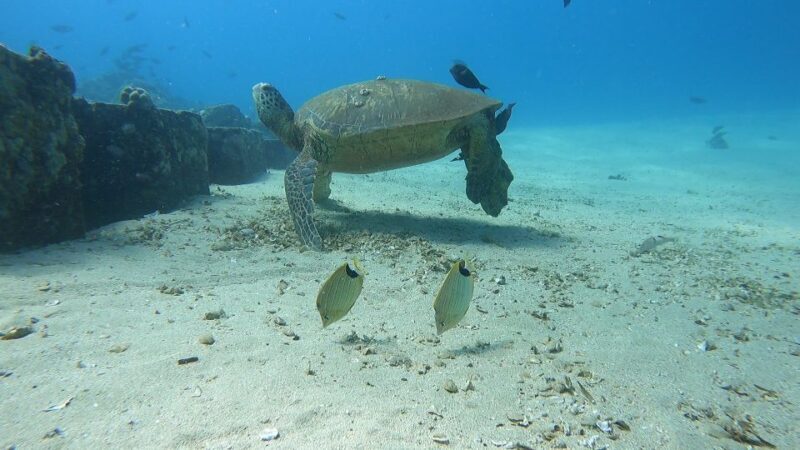 Oahu: Beginner SCUBA Dive at Electric Beach - Frequently Asked Questions