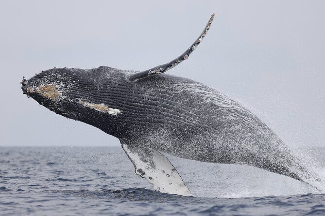 Oahu Boat Tour Ko Olina Experience - Final Thoughts