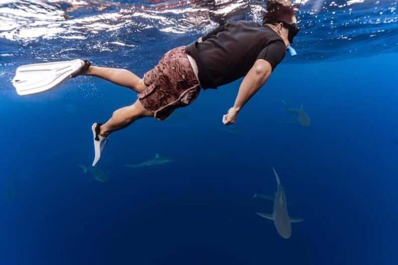 Oahu: Cageless Shark Dive Adventure - Introduction: A Close Look at the Cageless Shark Experience