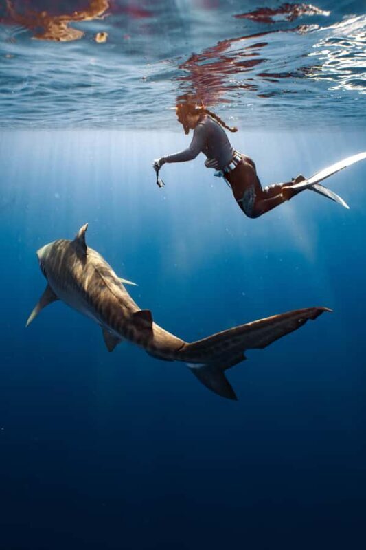 Oahu: Cageless Shark Dive Adventure - Practical Tips for a Great Experience