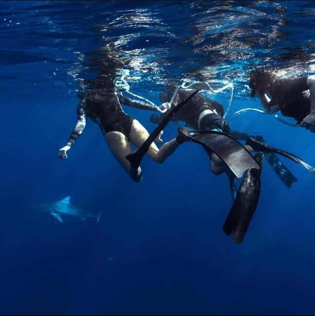 Oahu: Cageless Shark Dive Adventure - Introduction