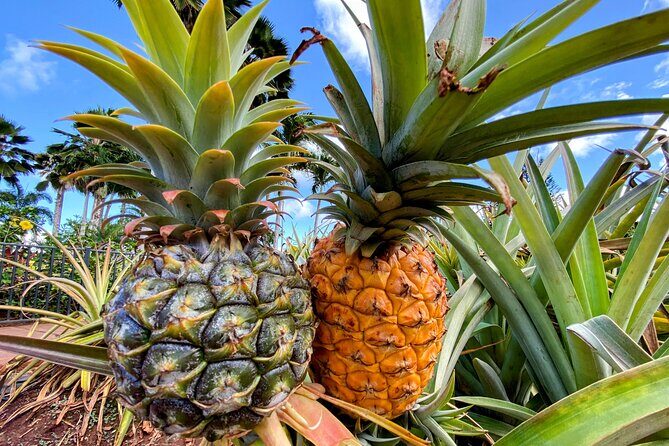 Oahu Circle Island Small Group Tour - FAQ about the Oahu Circle Island Small Group Tour