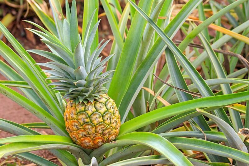 Oahu: Circle Island Top Sights Full-Day Tour w/ Local Guide - What the Experience Means for Travelers