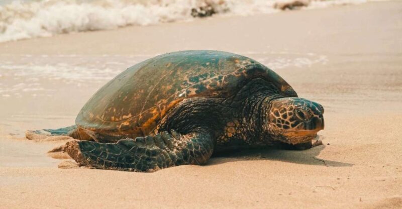 Oahu Circle Island Tour - Best Spots & Beaches - What to Expect from the Oahu Circle Island Tour