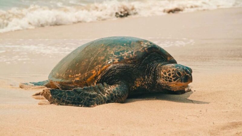 Oahu Circle Island Tour - Best Spots & Beaches - Authentic Experiences That Travelers Love