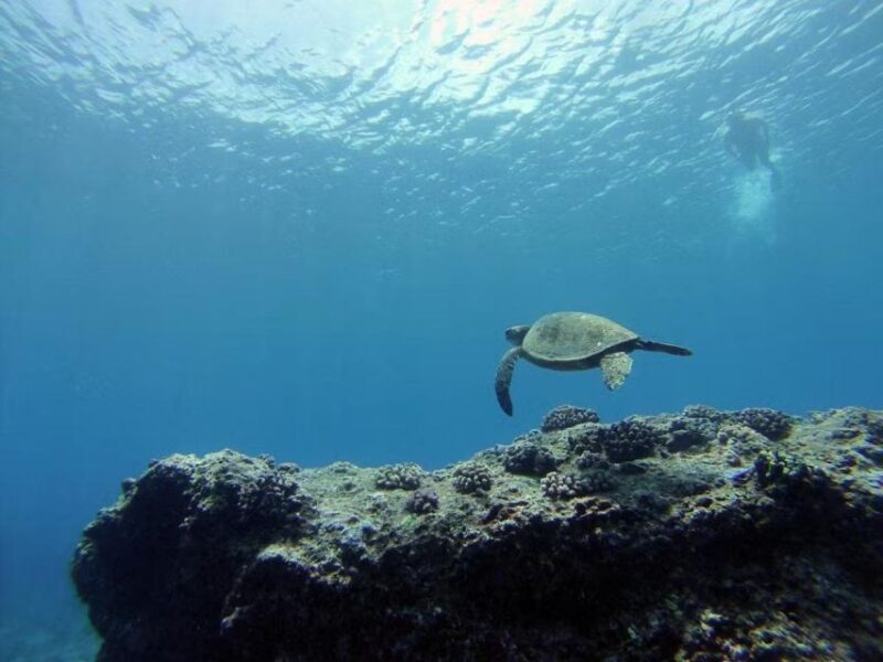 Oahu: Custom Private Island Tour of O'ahu - Exploring the Oahu Private Island Tour: An Authentic Hawaiian Experience