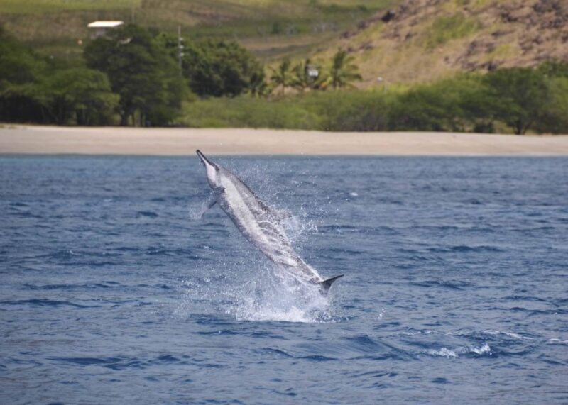 Oahu: Dolphin Swim and Turtle Snorkel Excursion in Waianae - The Itinerary: What to Expect on Your Marine Adventure
