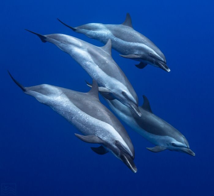 Oahu: Dolphin Swim and Turtle Snorkel Excursion in Waianae - The Real Experience: What Sets This Tour Apart