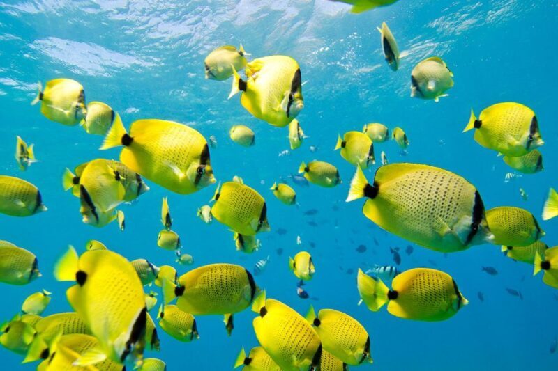 Oahu: Dolphin Swim and Turtle Snorkel Excursion in Waianae - Who Should Consider This Tour
