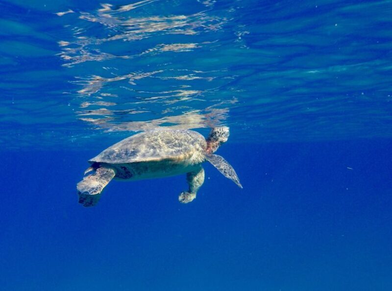 Oahu: Dolphin Swim and Turtle Snorkel Excursion in Waianae - FAQ