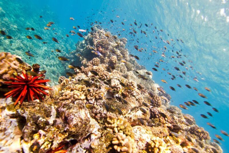 Oahu: Dolphin Swim and Turtle Snorkel Excursion in Waianae - The Bottom Line: Who Will Love This Tour?