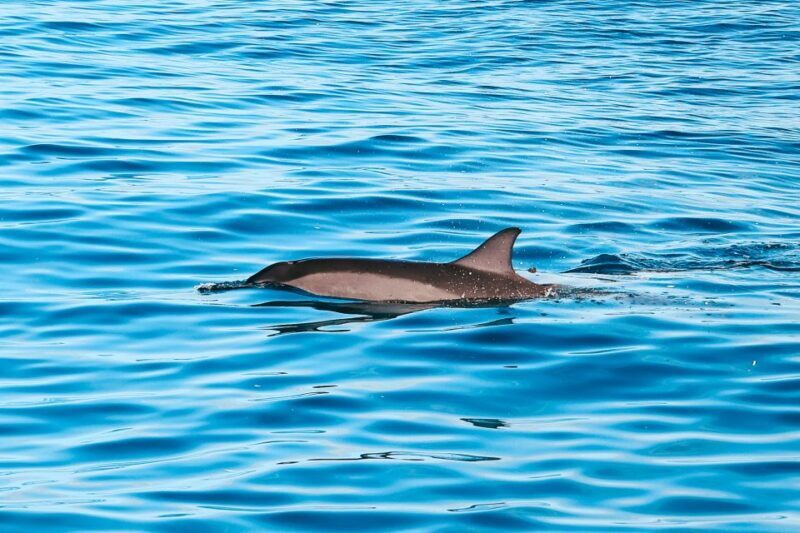 Oahu Dolphin Watch, Turtle Snorkel, Waterslide Activities - A Closer Look at the Experience