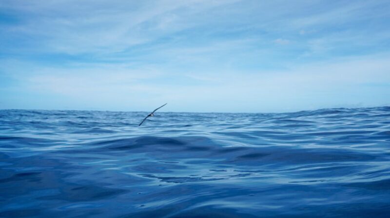 Oahu Dolphin Watch, Turtle Snorkel, Waterslide Activities - What You Can Expect on the Tour